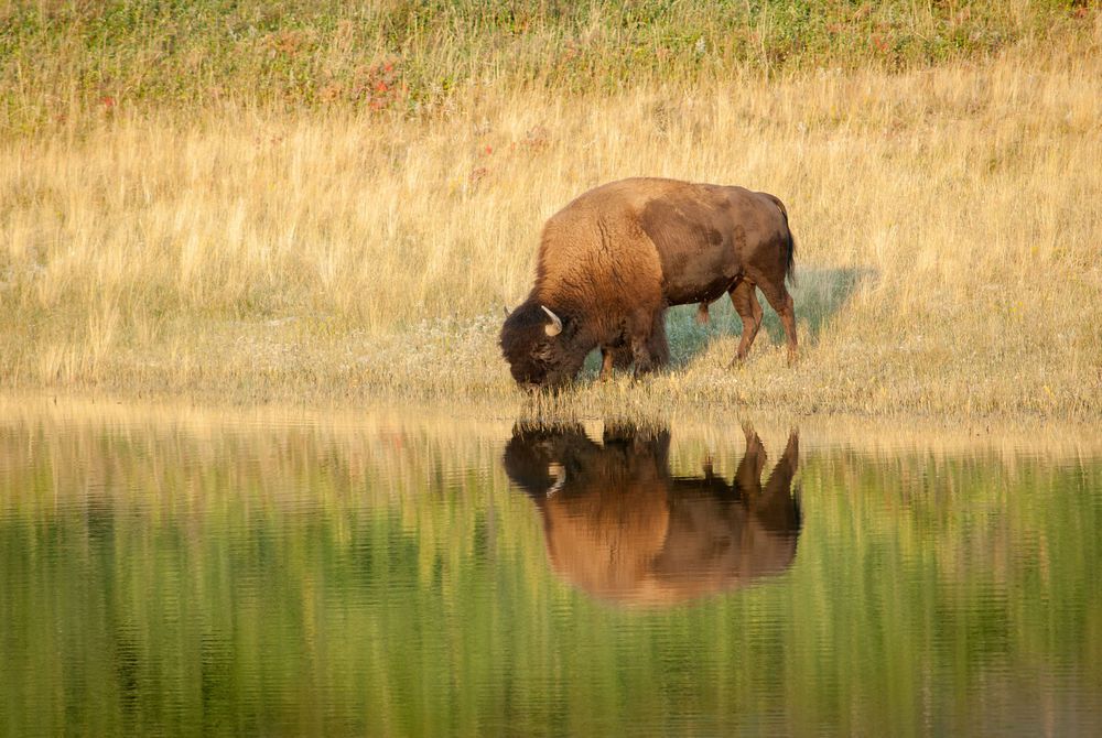 Buffalos and Badlands of Alberta Self Drive | Holidays 2016/2017 ...