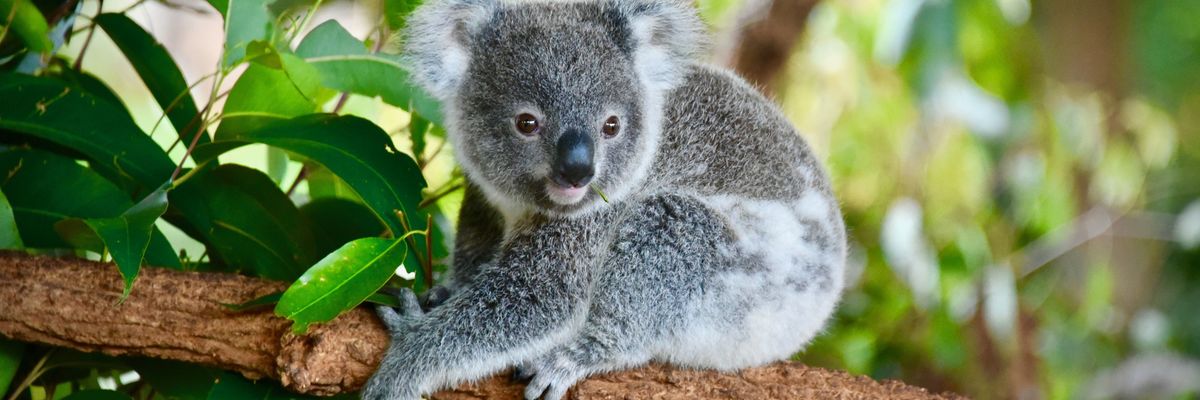 Safaris in Australia | Holiday Articles | Luxury & Tailor-Made with ...