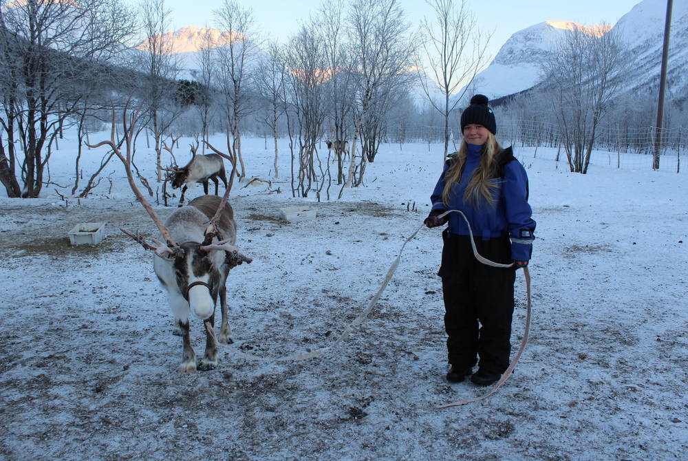 Reindeer Sledding & Sami Culture | Holidays 2018/2019 | Best Served ...