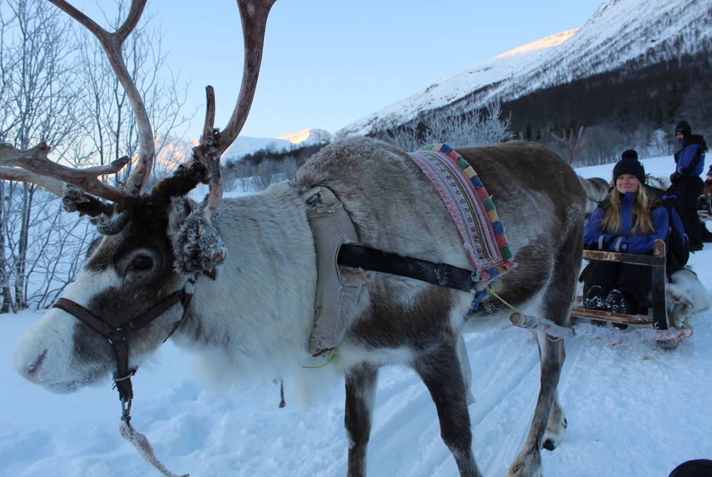 Reindeer Sledding & Sami Culture | Holidays 2018/2019 | Best Served ...