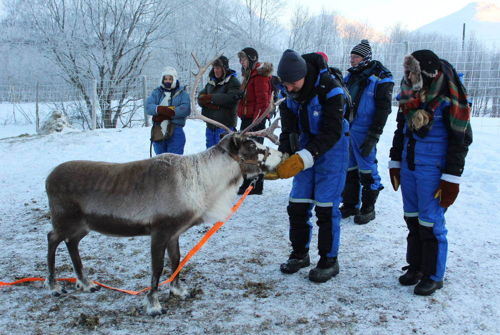 Reindeer Sledding & Sami Culture | Holidays 2018/2019 | Best Served ...