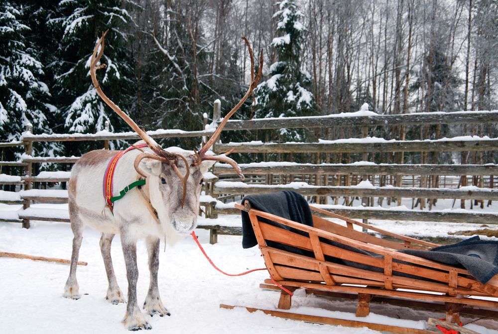 Reindeer Sledding & Sami Culture | Holidays 2017/2018 | Best Served ...