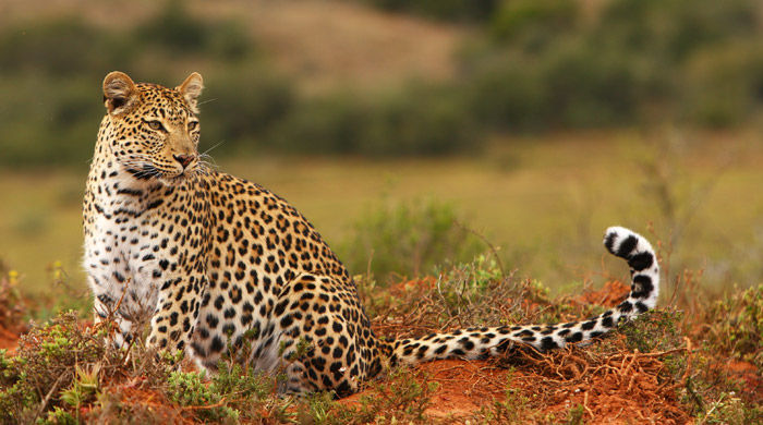 The pull of the wild: A week at Shamwari Game Reserve | Holiday ...
