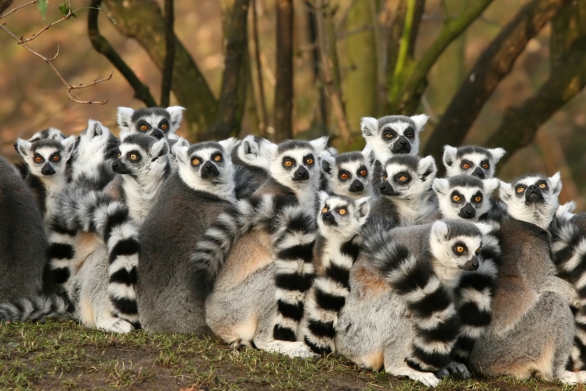 A bit about ring-tailed lemurs. -- Ringtail-Gang's Journal -- Fur ...