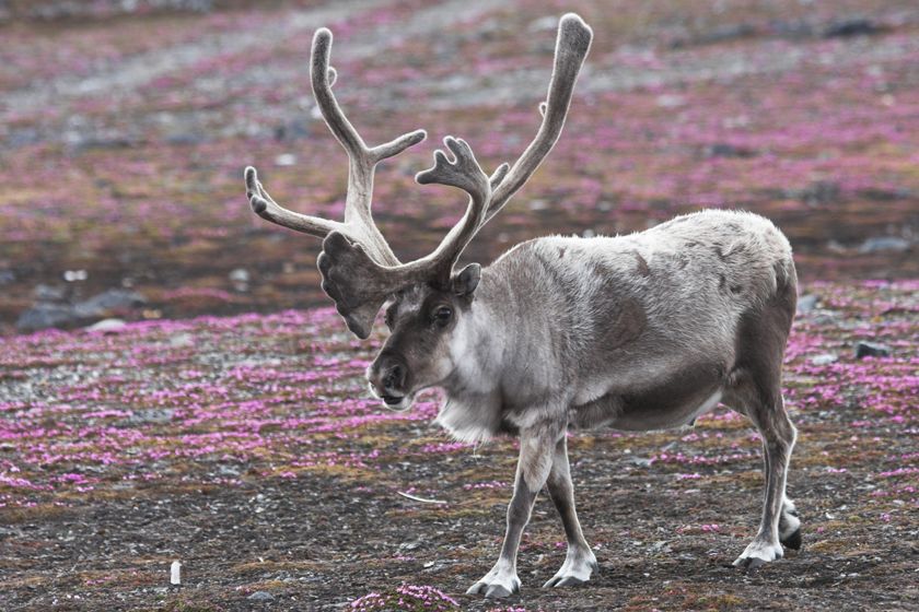 Svalbard & Tromso | Holidays 2017/2018 | Best Served Scandinavia